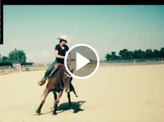 Trainer Barbara Bayer explains reining maneuvers: Rollback - Equestrian ...