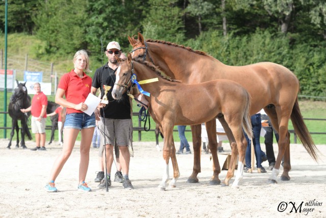 Das sind die Sieger des NÖ Fohlen-Championats 2017 - Equestrian ...