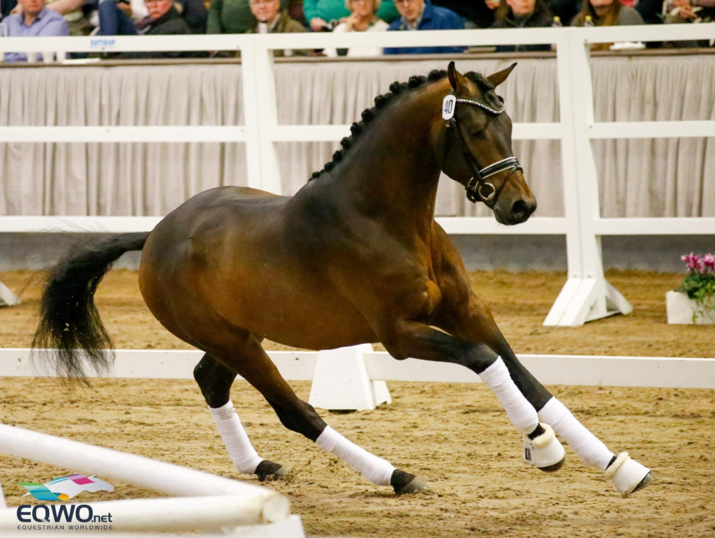 Millionen-Hengst Dynamic Dream nicht im Sport einsetzbar! - Equestrian ...