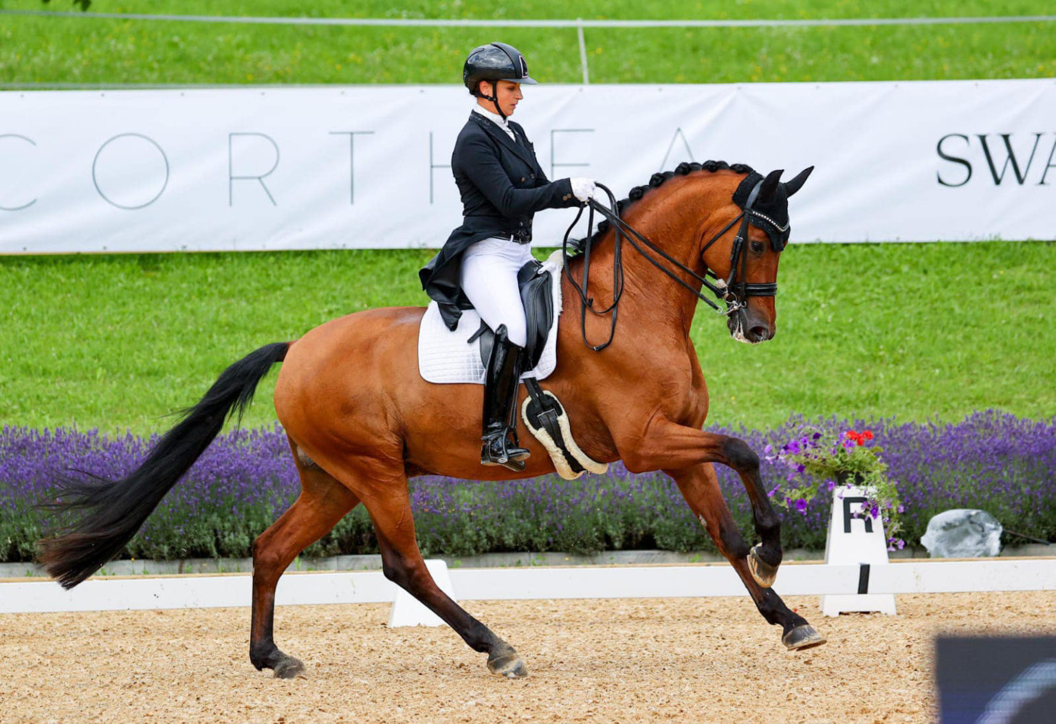 Olympische Spiele - Equestrian Worldwide | Pferdesport weltweit | EQWO.net