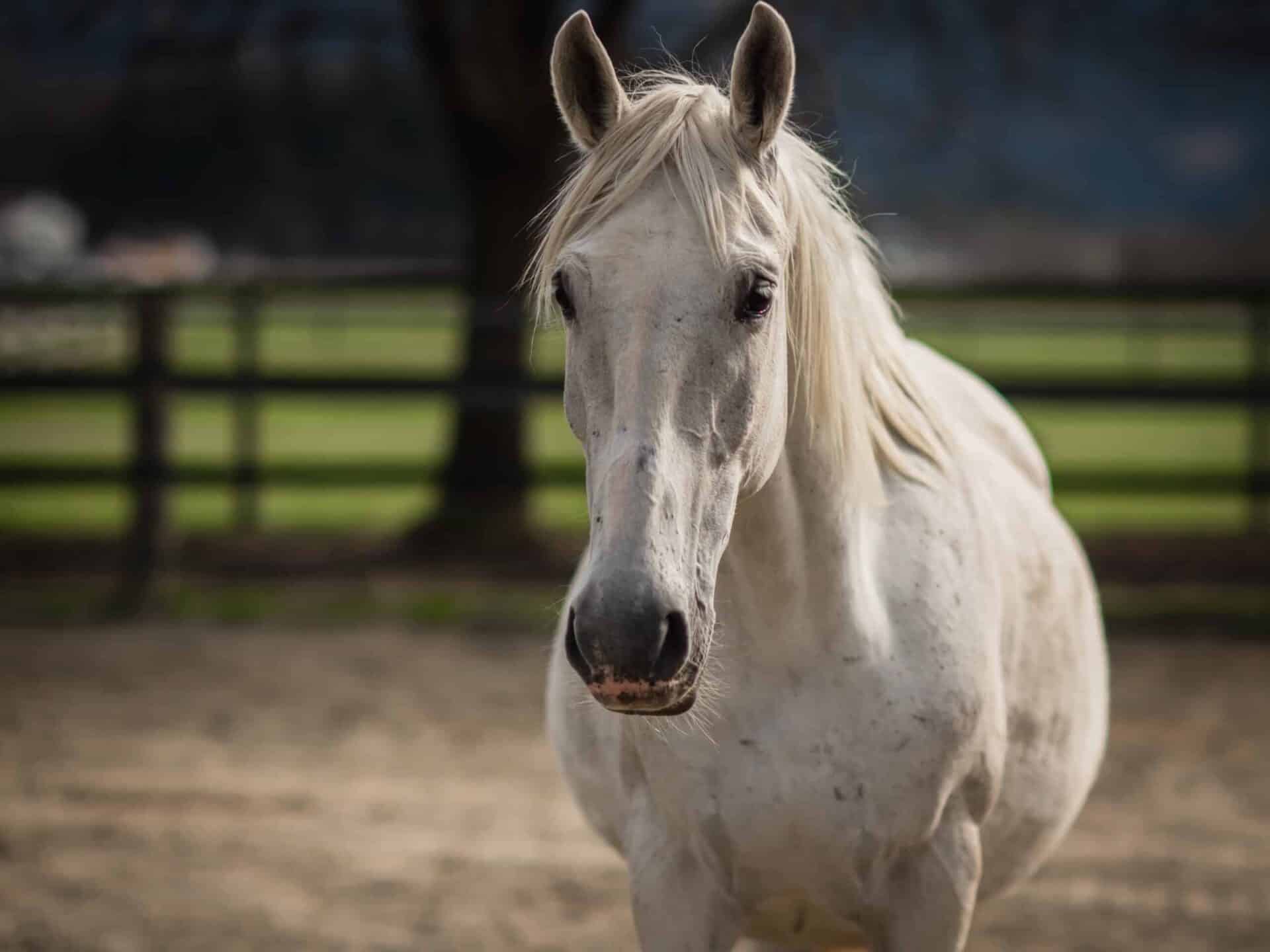 Hanoverian Stallion First Dance Available for Breeding in Kentucky ...
