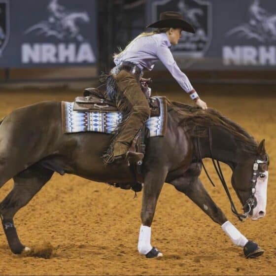 Hanoverian Stallion First Dance Available for Breeding in Kentucky ...