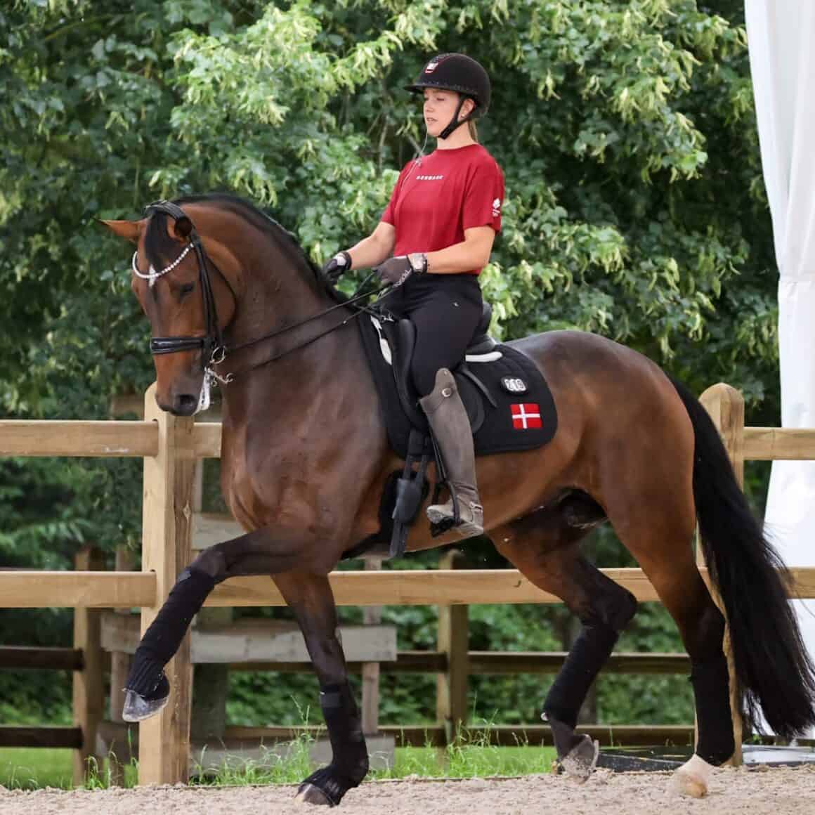 Ungarn: Lena Binder gewinnt U25-Grand-Prix - Equestrian Worldwide ...
