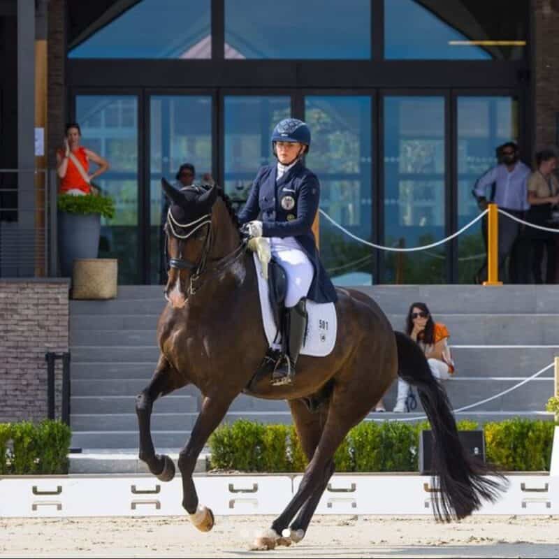 Hanoverian Stallion First Dance Available for Breeding in Kentucky ...