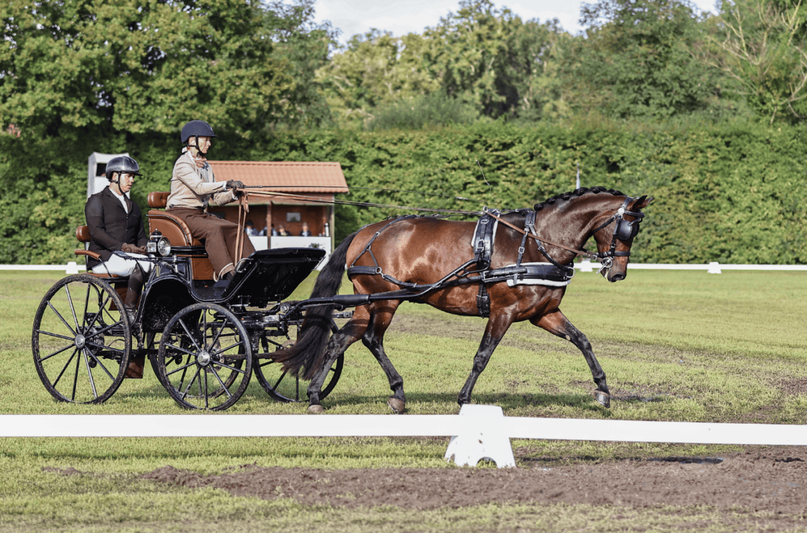 AWÖ-Stute "Showgirl" dominiert Dressur der Fahr-WM & holt Gesamtplatz ...