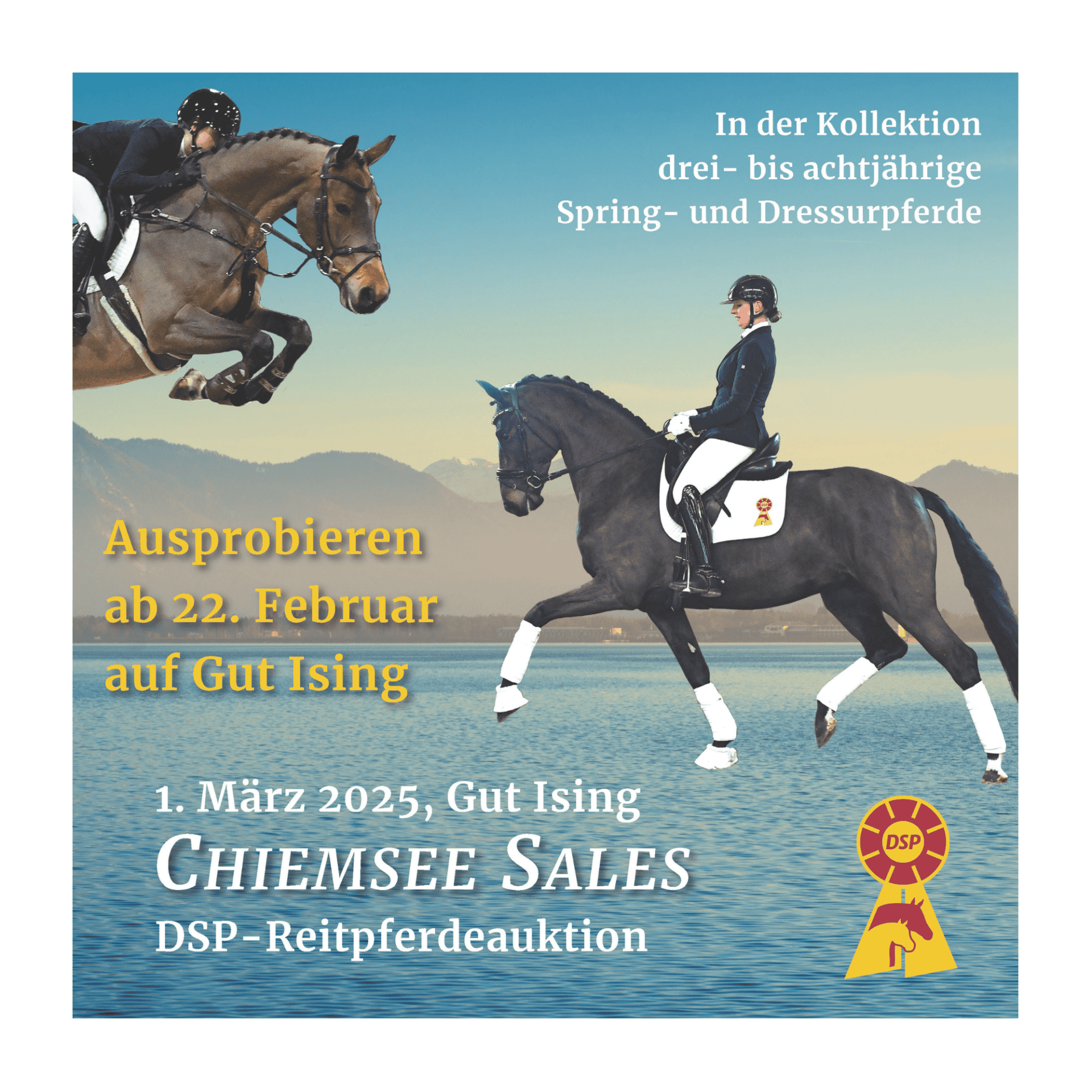 Hanoverian Stallion First Dance Available for Breeding in Kentucky ...