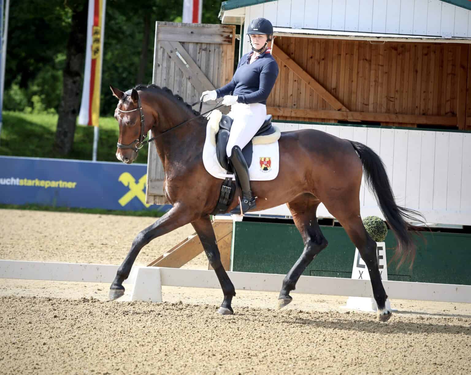 1. AWÖ-Sichtung für die WM der jungen Dressurpferde - Equestrian ...
